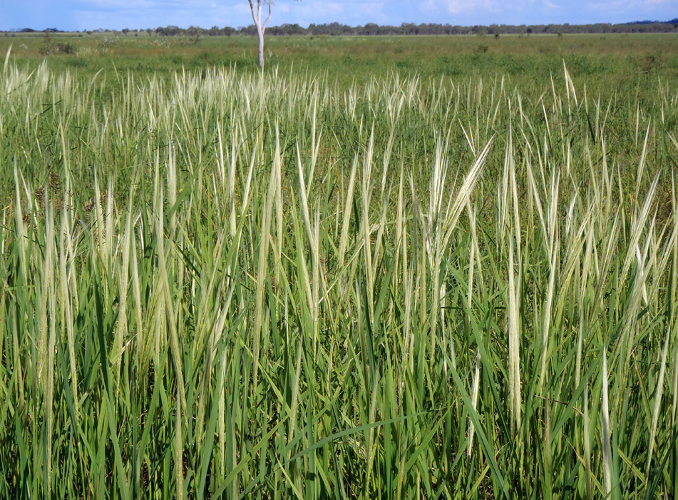 Wetland Wildlife 2: Plants of the Wetlands - Biodiversity NT