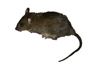 Wetlands Wildlife 1: Energy Flow - Biodiversity NT