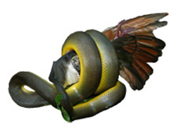 Wetlands Wildlife 1: Energy Flow - Biodiversity NT